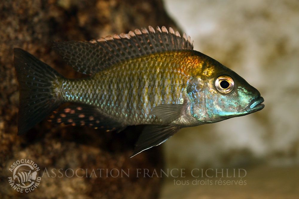 恶补马拉维，A属孔雀(Aulonocara)的分类简述_品种