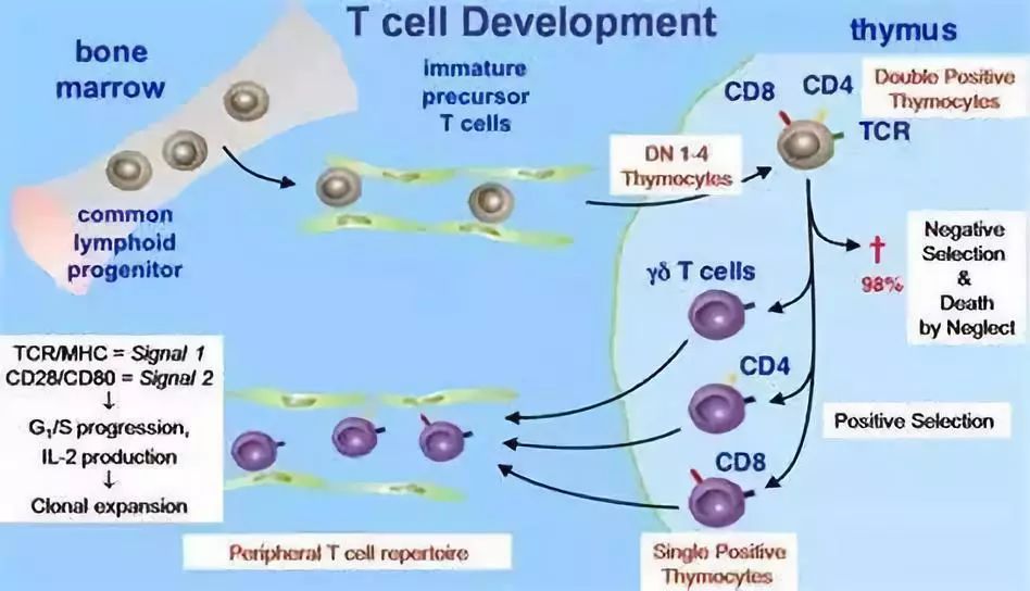 T细胞基础生物学：从起源到功能-搜狐大视野-搜狐新闻