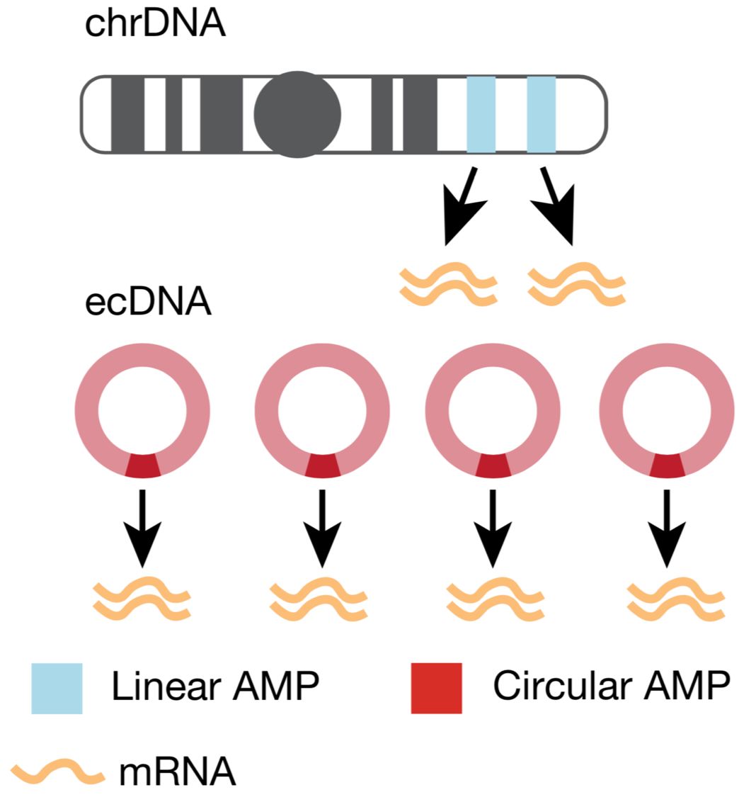 【学术前沿】Nature 和 Cell 接连发文揭示50余年未被重视的癌症帮凶——ecDNA_研究