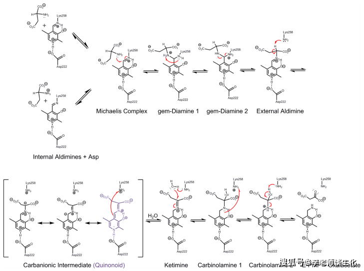 氨基酸的转氨、联合脱氨与脱酰胺作用_反应
