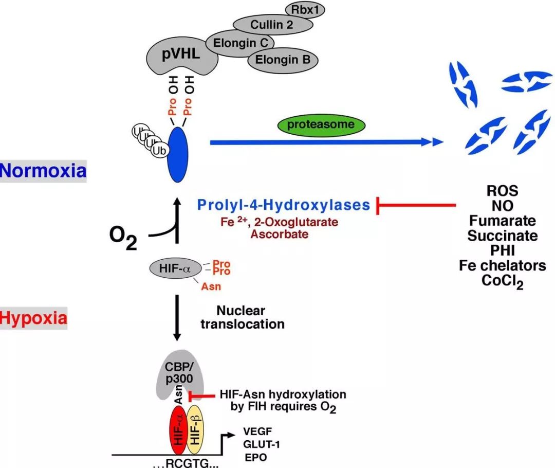 细胞信号通路详解之HIF1α通路_-Alpha