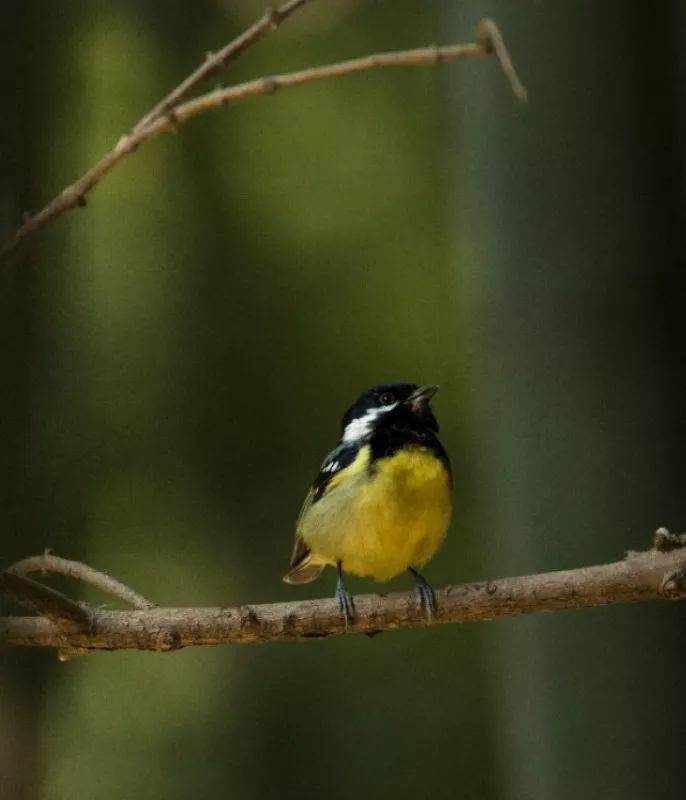 “冬季到同里来看鸟”！请你来识鸟、画鸟、观鸟！_活动