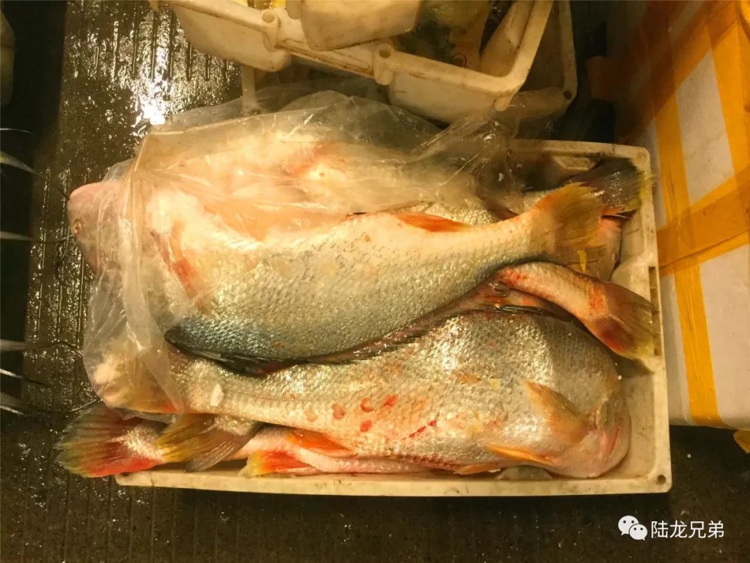 【海产家族】一次介绍清楚 | 150余种常见海鲜，看完你就是半个“菜场博物学家”了！_大黄鱼