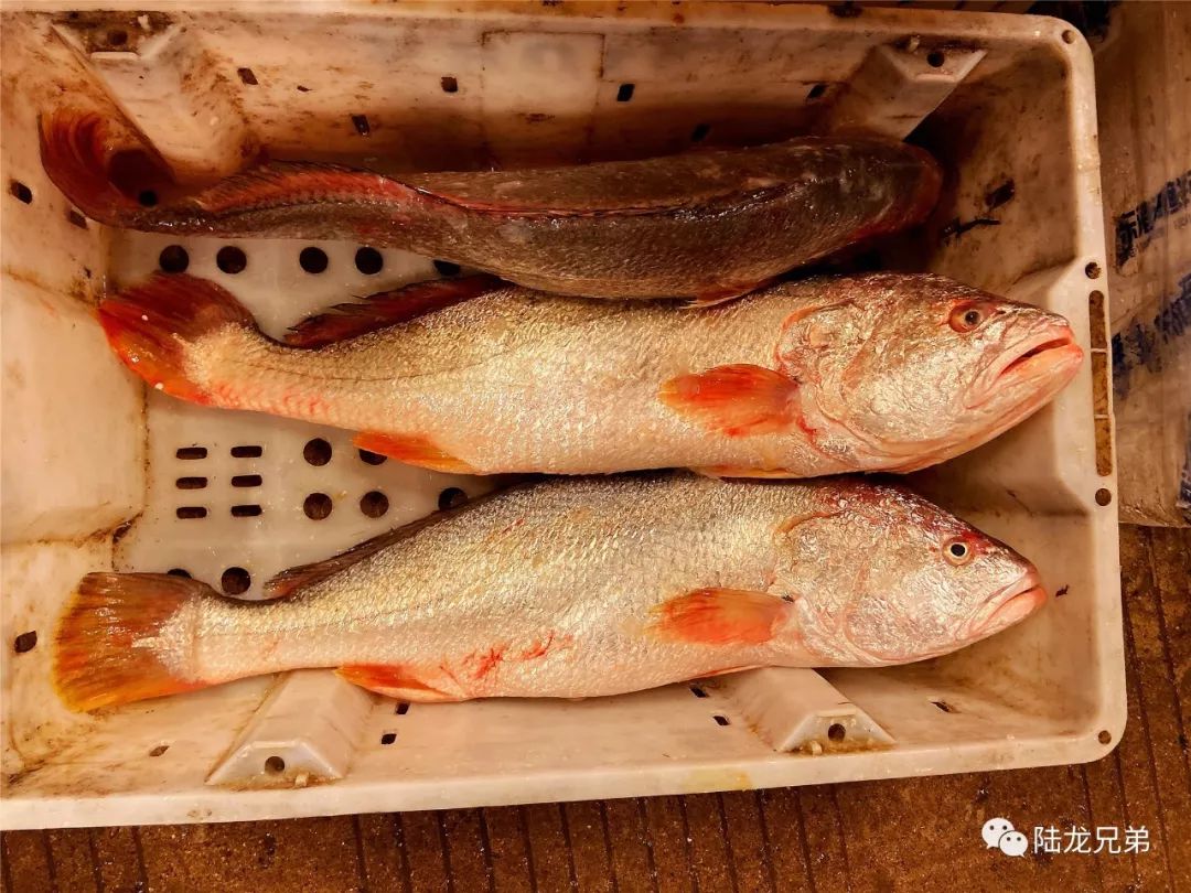 【海产家族】一次介绍清楚 | 150余种常见海鲜，看完你就是半个“菜场博物学家”了！_大黄鱼