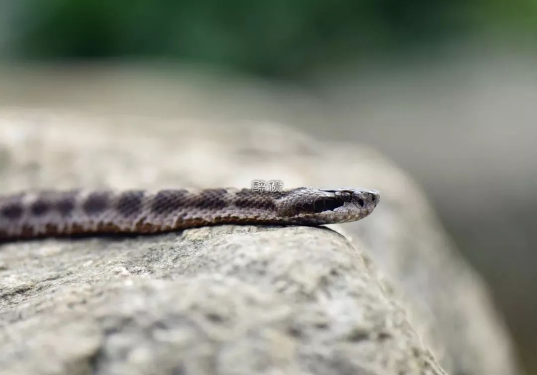 亚洲蝮属Gloydius （2019更新版）_中国