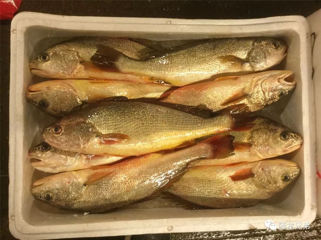 【海产家族】一次介绍清楚 | 150余种常见海鲜，看完你就是半个“菜场博物学家”了！_大黄鱼