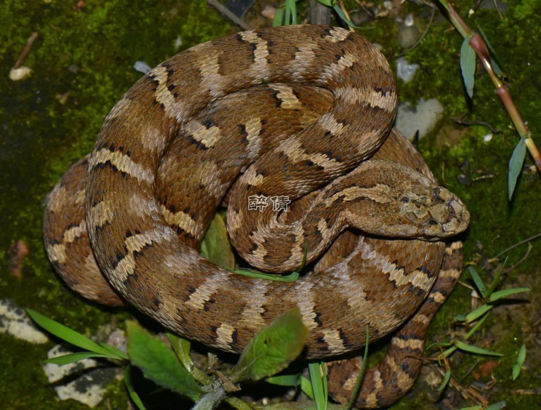 亚洲蝮属Gloydius （2019更新版）_中国