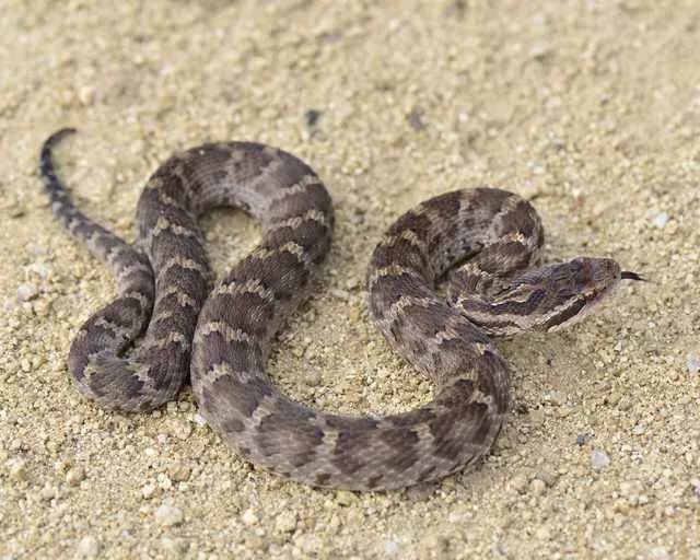 亚洲蝮属Gloydius （2019更新版）_中国