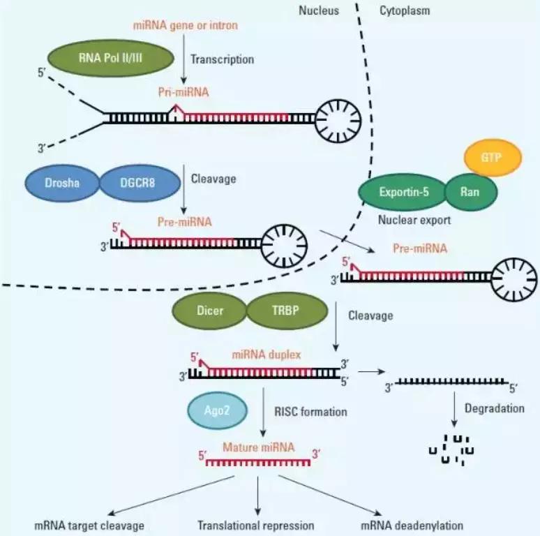 【科研】转录组测序—miRNA_基因