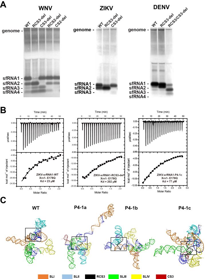 J Virol | 张波/秦成峰团队合作发现黄病毒非编码亚基因组RNA产生新机制_sfRNA
