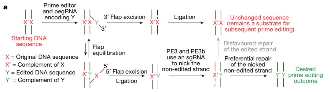 【学术前沿】基因编辑领域重大突破：Prime Editor 上榜 Nature 2019 年度十大杰出论文_breaks