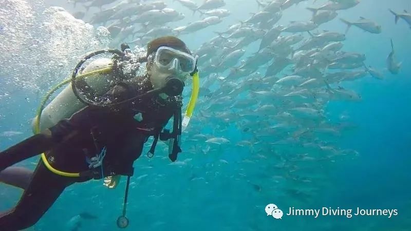 杰克鱼风暴——一次奇妙的经历_潜水