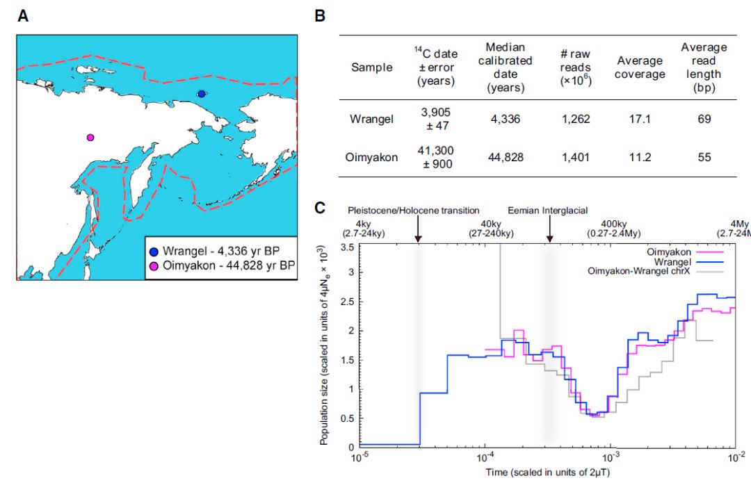 种群历史有效群体大小——PSMC案例讲解_遗传
