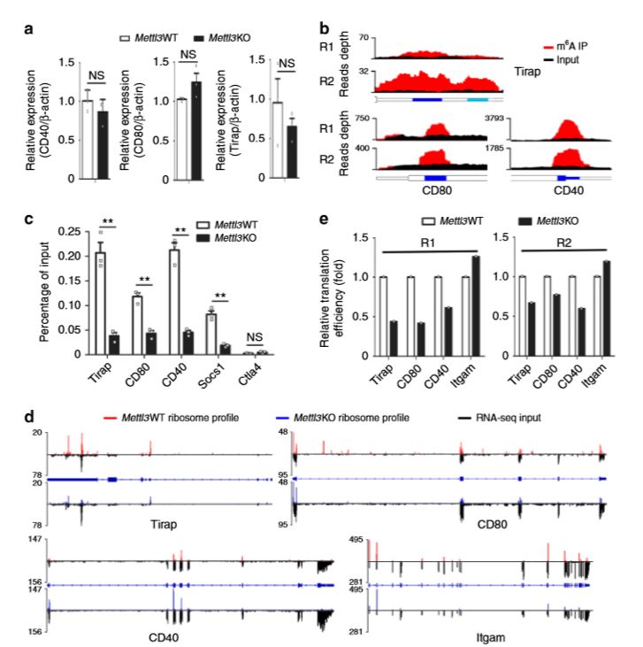 《Nature Communications》:北京协和医学院揭示m6A修饰在免疫反应中的新作用_Mettl
