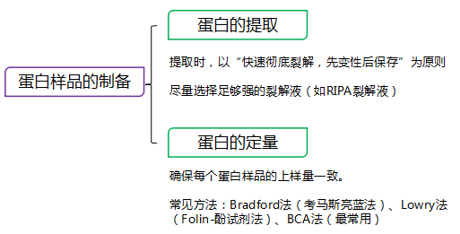 最全Western blot经验大盘点，WB有这一篇就够了_蛋白