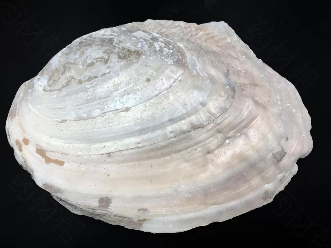 8种贝壳类中药材，高清大图赏析（甲香、石决明、牡蛎、珍珠...）_动物