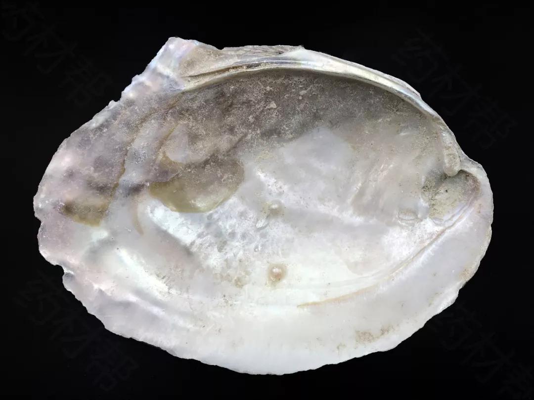 8种贝壳类中药材，高清大图赏析（甲香、石决明、牡蛎、珍珠...）_动物