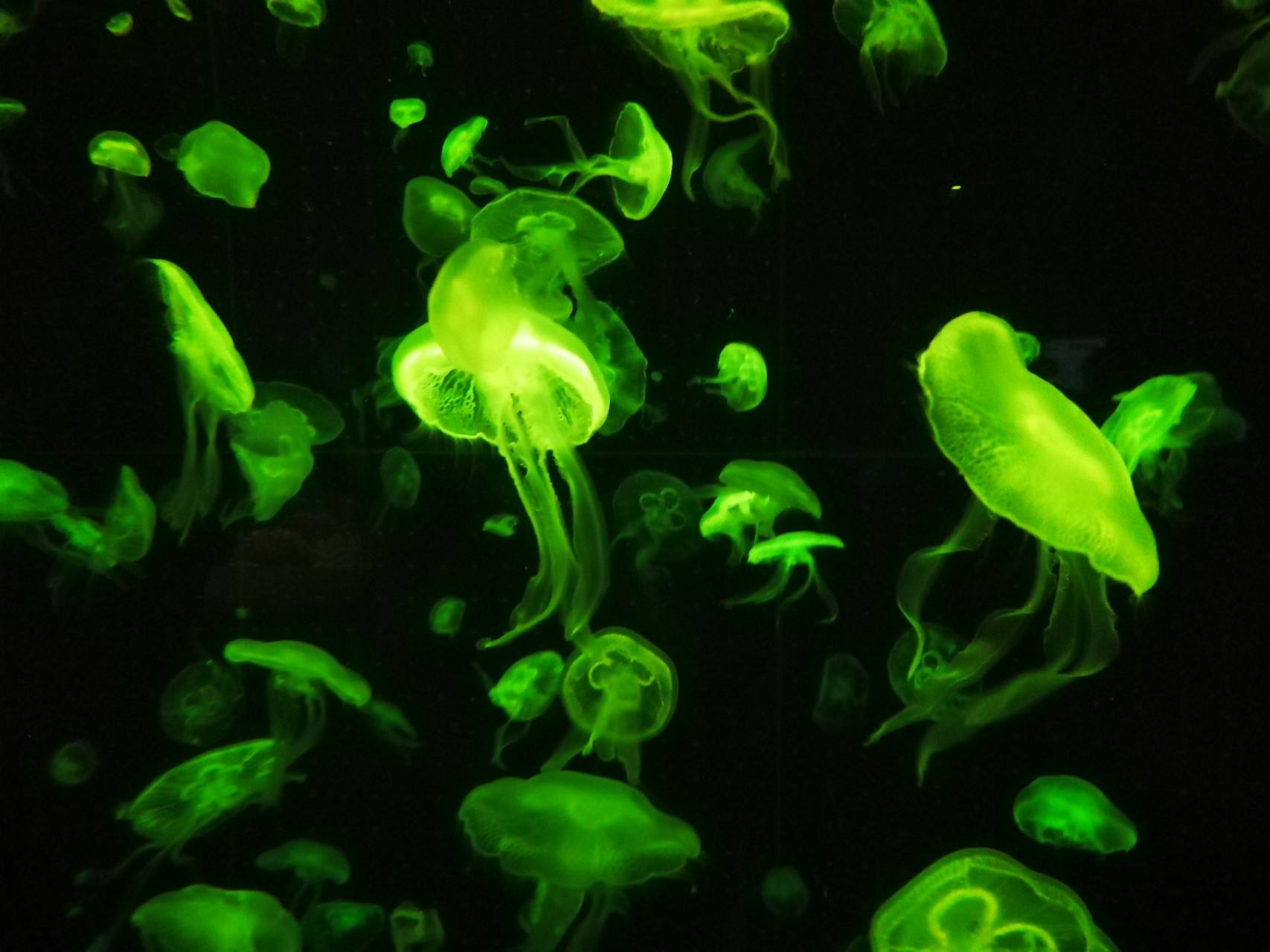 荧光蛋白为他们三个赢得诺贝尔奖，也为人类带来希望之光_绿色