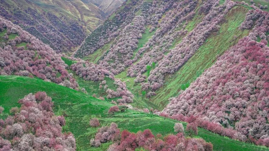 伊犁杏花沟8月,伊犁杏花沟,7月杏花沟(第2页)_大山谷图库
