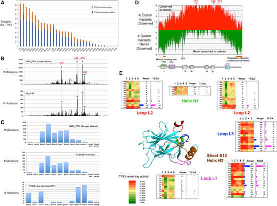 文献解析（49）TP53突变这么重要？_肿瘤