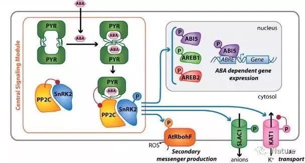 科研进展 | No.5:李积胜组首次揭示硫化氢调控ABA信号通路的分子机制 - 气体汇