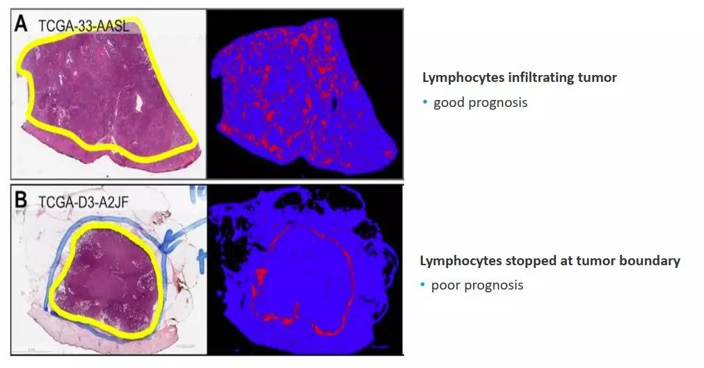 十问十答 | 5分钟带你走近空间转录组_组织