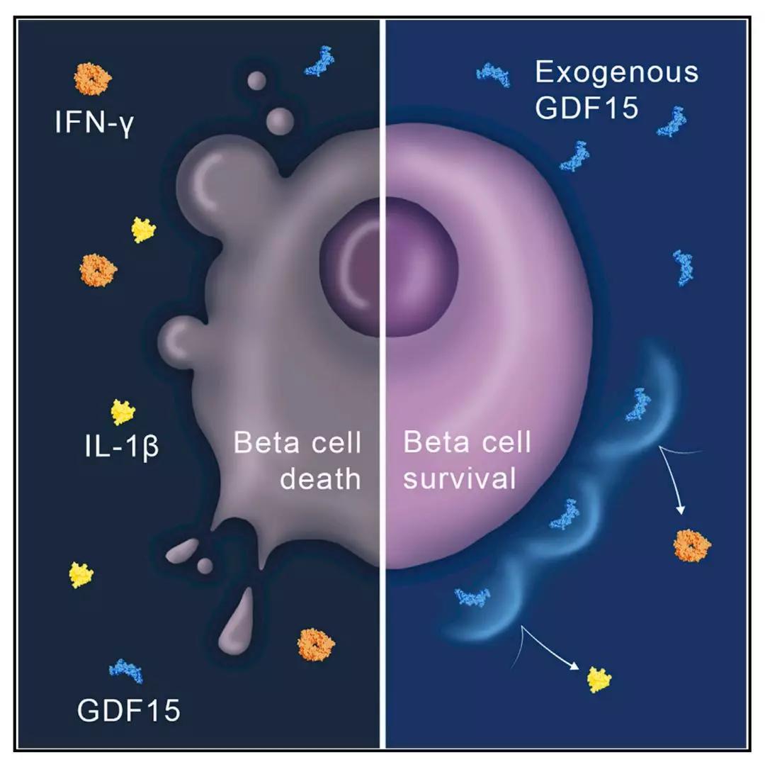 1 月内连登 4 顶刊，蛋白质组学揭示明星分子GDF15在糖尿病中的关键作用_研究