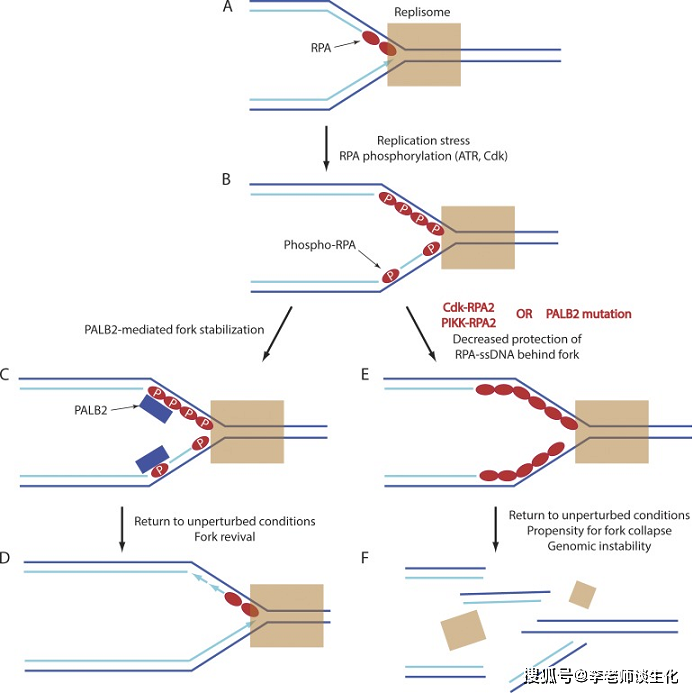 DNA复制的起始机制_分子生物学
