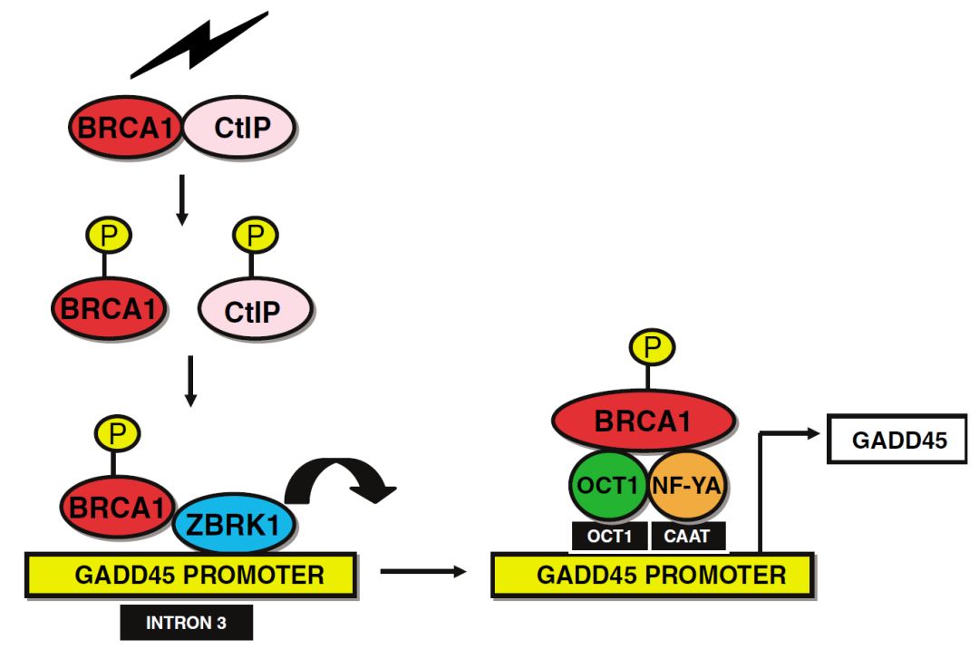 细胞信号通路详解之BRCA1信号通路_损伤