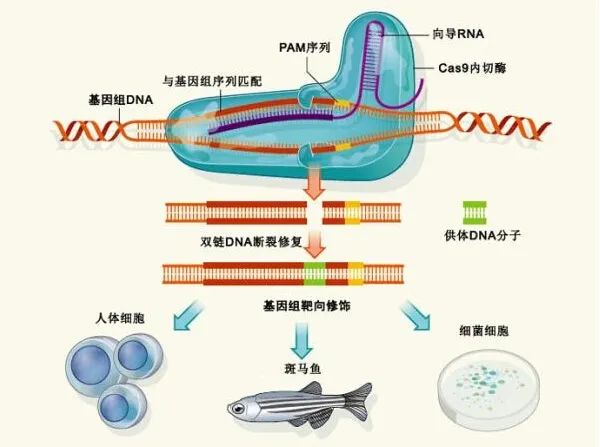 年度回顾 | 基因编辑：未来生物科学的重要阵地_技术