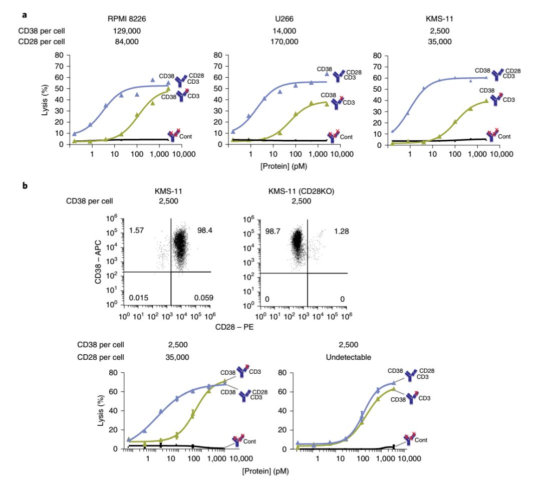 CD28是否会打破双特异抗体的格局_双抗