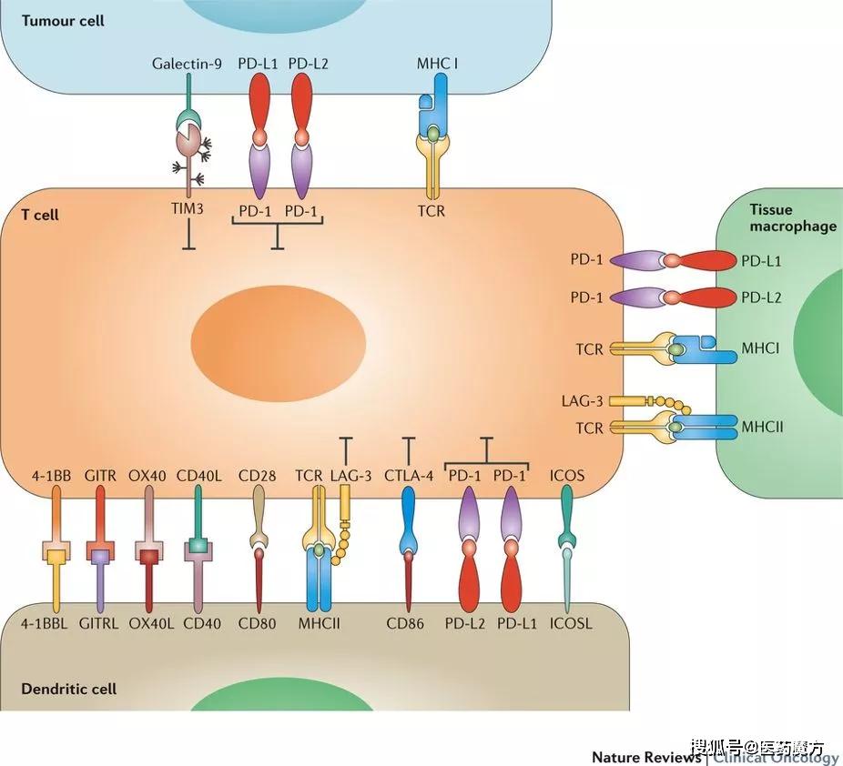 专家点评 | Nature深度报告：OX40抗体等抗癌免疫激动剂，挑战与机遇并存_细胞