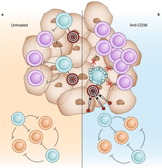 《自然》子刊：找到免疫治疗好帮手了！科学家发现，抑制CD36可阻断调节T细胞对肿瘤微环境的适应，增强抗肿瘤活性丨科学大发现_研究