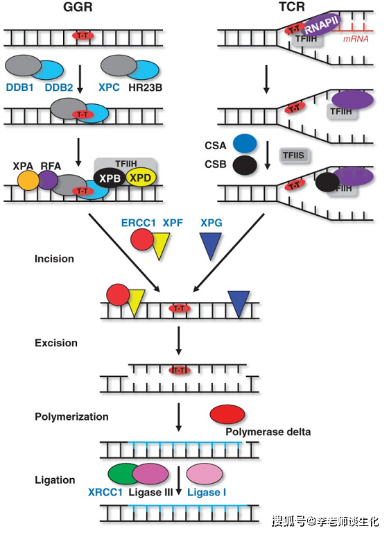 DNA损伤反应与DNA的修复（三）_Rad