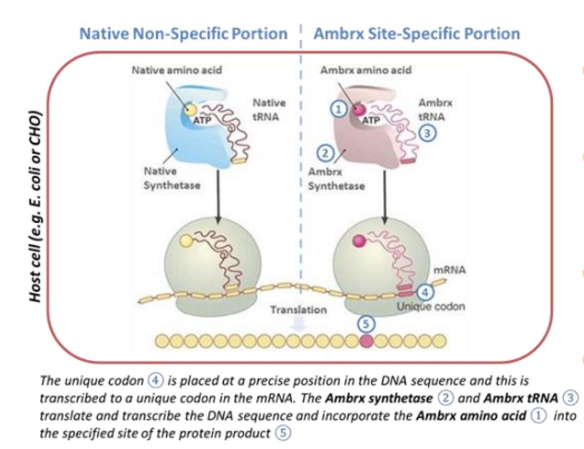 定点插入非天然氨基酸，Ambrx 用精准蛋白工程助力大分子药物研发变革_生物学