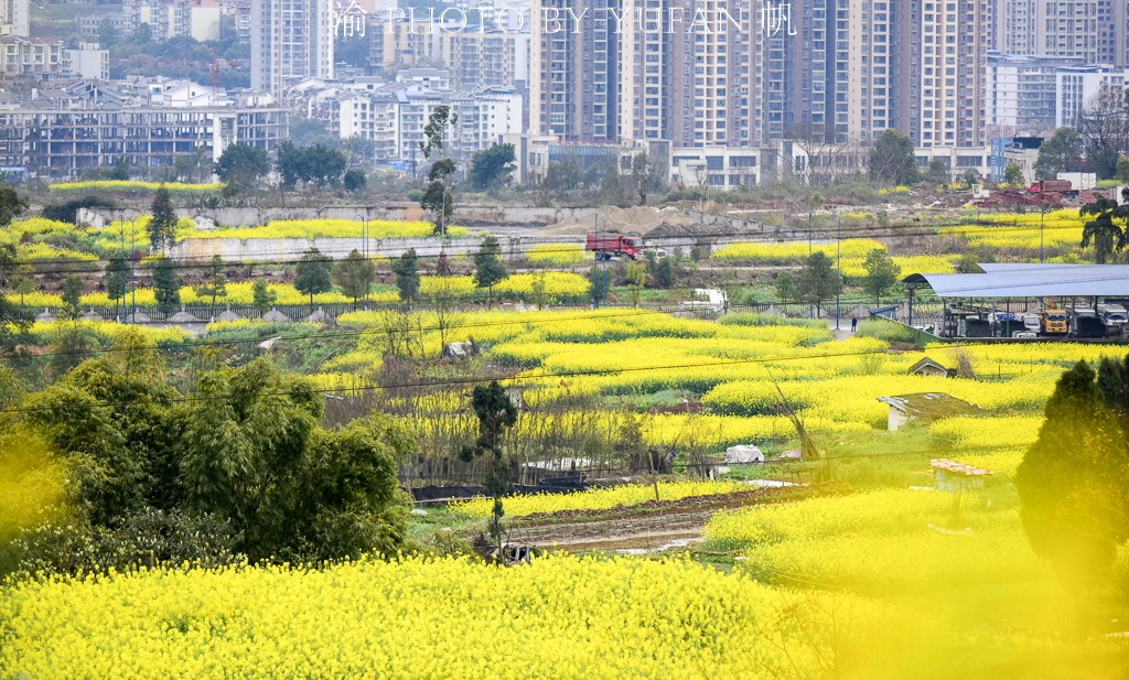 重庆潼南花开成海，不去景区也能赏花海风光，疫情结束了约不？_渝帆看世界_新浪博客