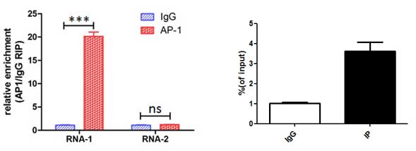 RIP（RNA Binding Protein Immunoprecipitation）RNA结合蛋白免疫沉淀_检测