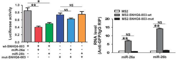 RIP（RNA Binding Protein Immunoprecipitation）RNA结合蛋白免疫沉淀_检测