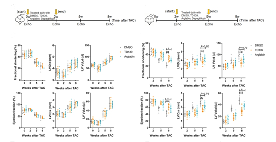 精准干预：治疗病理性心肌肥大的新策略！Circulation杂志刊发阜外医院王利团队重磅研究-搜狐大视野-搜狐新闻