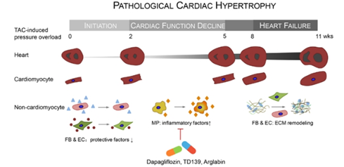 精准干预：治疗病理性心肌肥大的新策略！Circulation杂志刊发阜外医院王利团队重磅研究_心脏