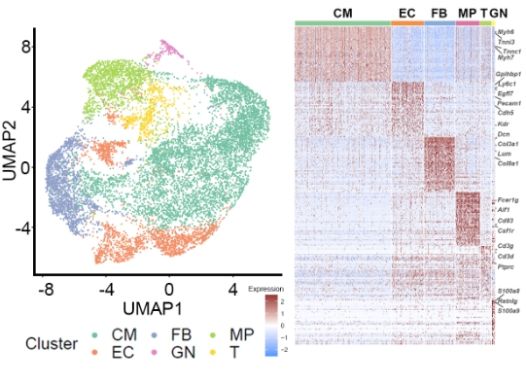 精准干预：治疗病理性心肌肥大的新策略！Circulation杂志刊发阜外医院王利团队重磅研究-搜狐大视野-搜狐新闻