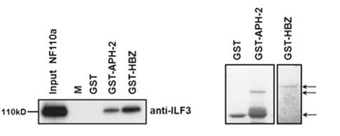 蛋白-蛋白互作_相互作用