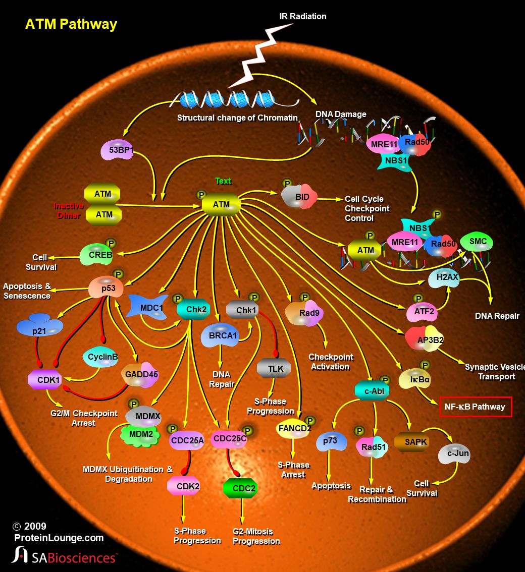 细胞信号通路详解之ATM信号通路_Chk