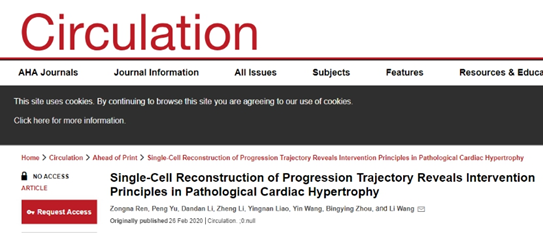 精准干预：治疗病理性心肌肥大的新策略！Circulation杂志刊发阜外医院王利团队重磅研究_心脏