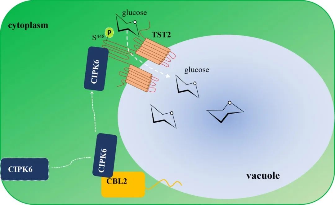 华中农业大学棉花团队揭示CBL-CIPK介导的钙信号参与植物液泡糖转运_葡萄糖