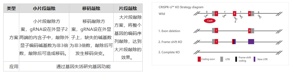 THP-1细胞是如何变成免疫与炎症研究的香饽饽-基因敲除_Cas