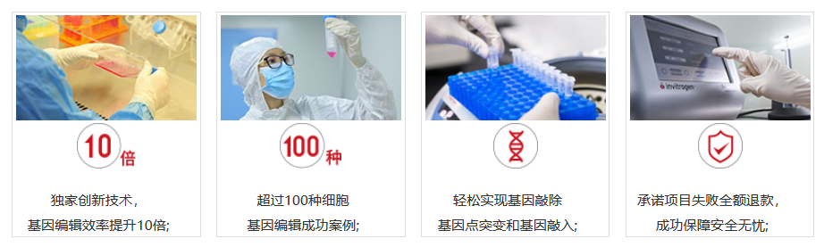 THP-1细胞是如何变成免疫与炎症研究的香饽饽-基因敲除_Cas