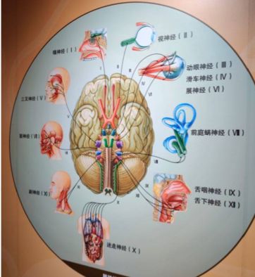 优秀作业 | 北京自然博物馆游记_人类