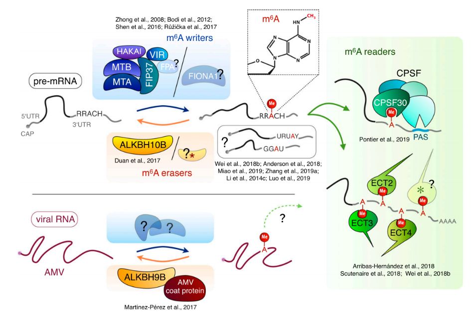 2020年1-3月m6A亮点研究大盘点（附下载链接） | m6A专题_调控