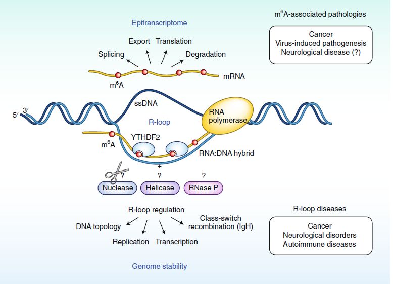 2020年1-3月m6A亮点研究大盘点（附下载链接） | m6A专题_调控
